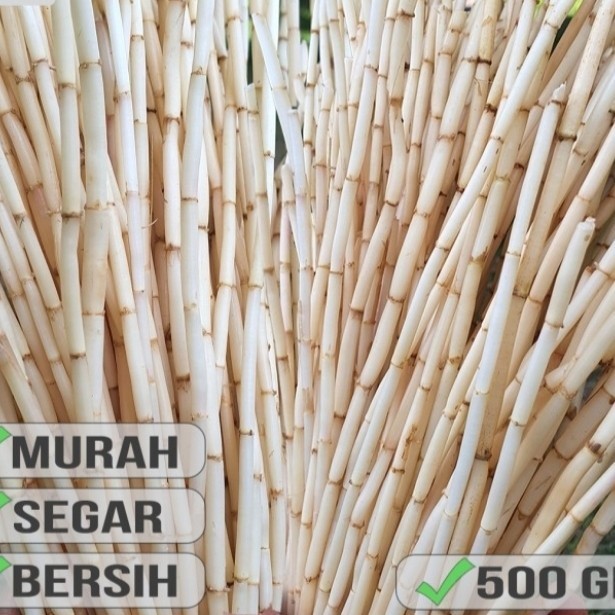 Jual AKAR ALANG ALANG, akar alang alang segar herbal | Shopee Indonesia