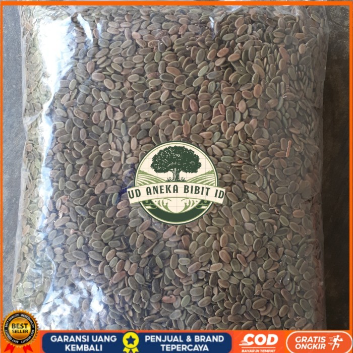 Jual Biji Benih Sengon Super Lurus Per 500gram | Pohon Albasia Bibit ...