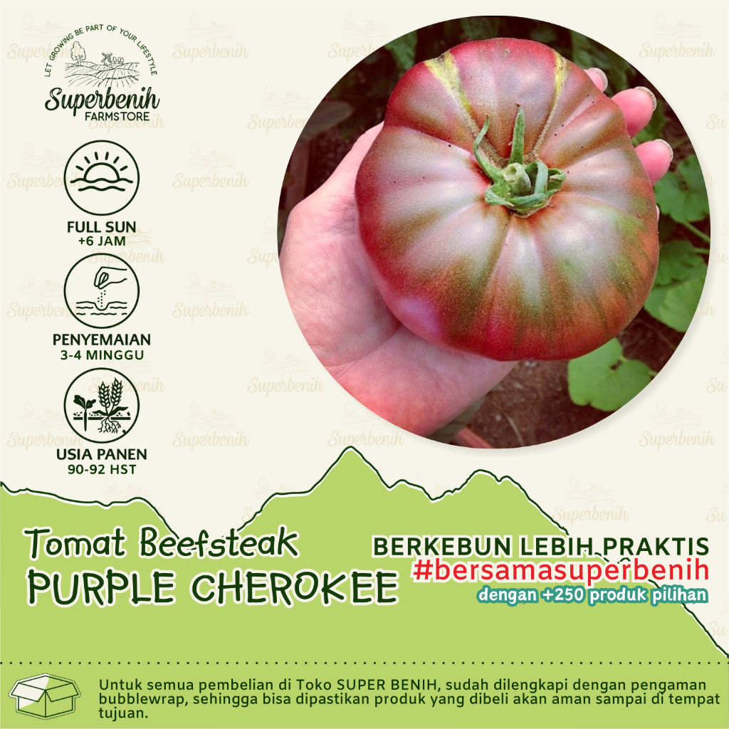 Jual 5 Biji - Benih Tomat Beefsteak PURPLE CHEROKEE, tomat besar ...