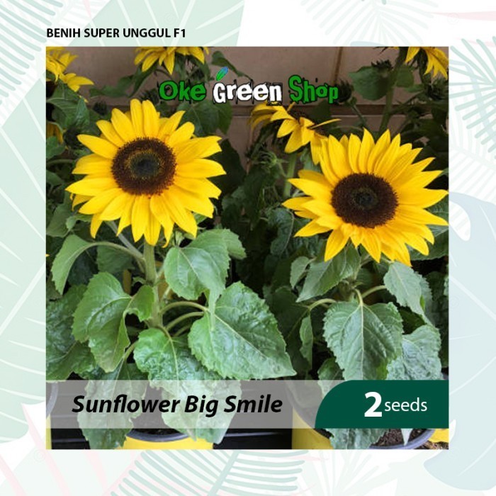 Jual Benih Seribuan - 2 Biji Benih Bibit Sunflower Big Smile Bunga Matahari | Shopee Indonesia