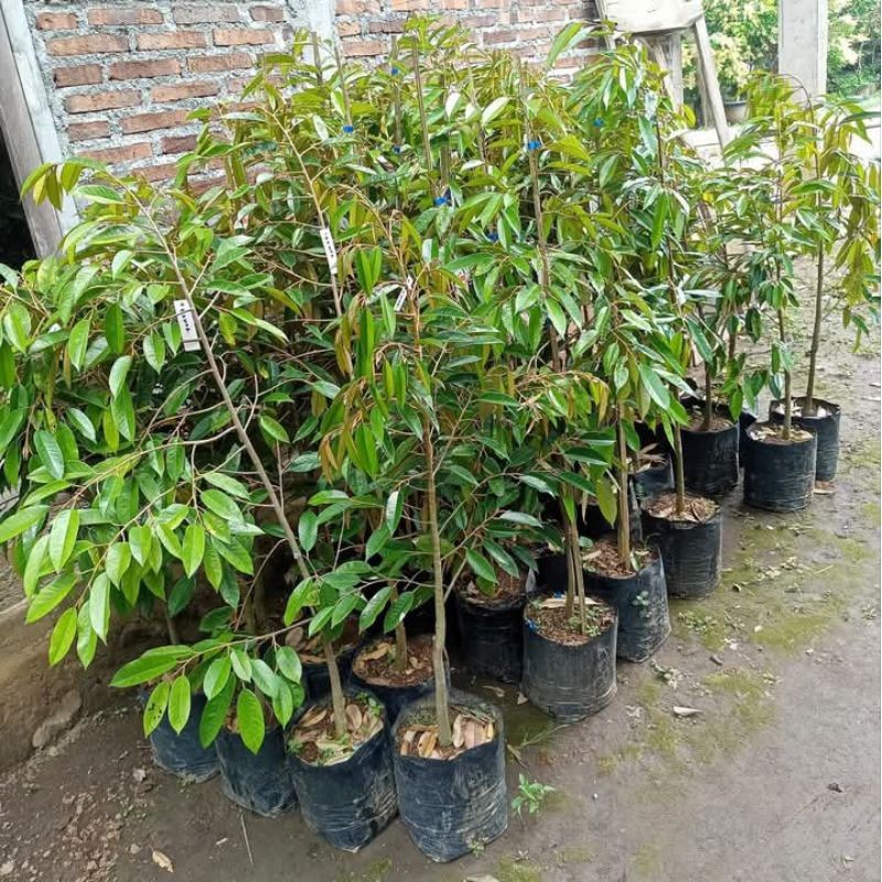 Jual Tanaman buah bibit durian oche duri hitam, tinggi 2 meteran ...