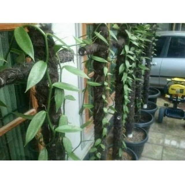 Jual Promo Bibit stek vanili / panili 1 meter bibit no.1 cepat besar ...