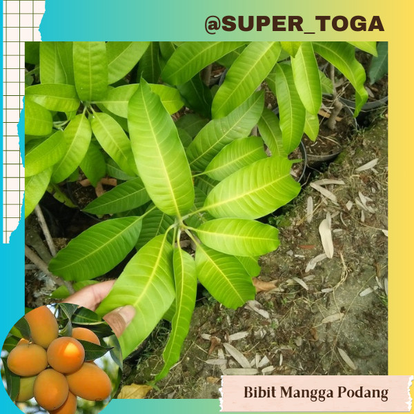 Jual bibit mangga podang hasl okulasi /sambung pucuk cepat berbuah ...