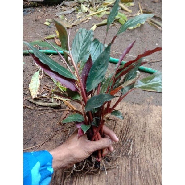 Jual Hafika Bibit Tanaman Kecombrang Merah Honje Laka Bunga Kincung ...