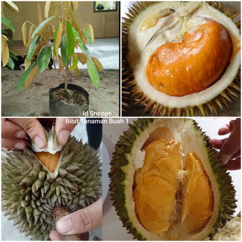 Jual Bibit Durian Super Tembaga | Shopee Indonesia