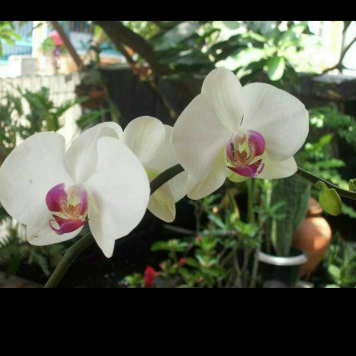 Jual Bibit Tanaman Bunga Anggrek Bulan Putih Ungu | Shopee Indonesia