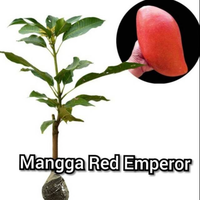 Jual mangga red emperor murah | Shopee Indonesia