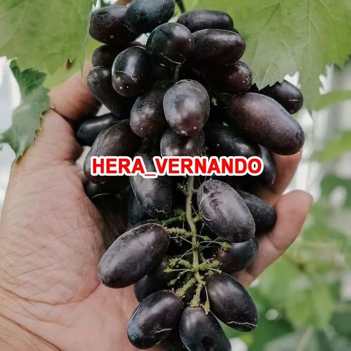 Jual Bibit Anggur Import Hitam Manis | Shopee Indonesia
