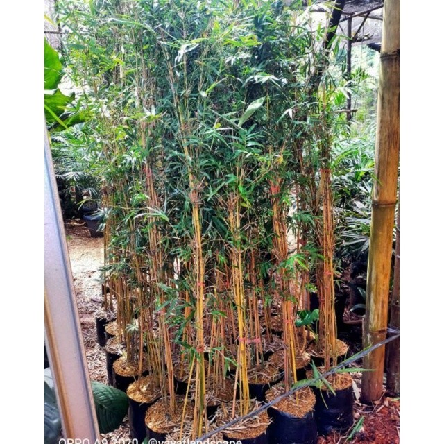 Jual Tanaman Hias Pohon Bambu Kuning 1 Meter / Tanaman Pring Kuning ...