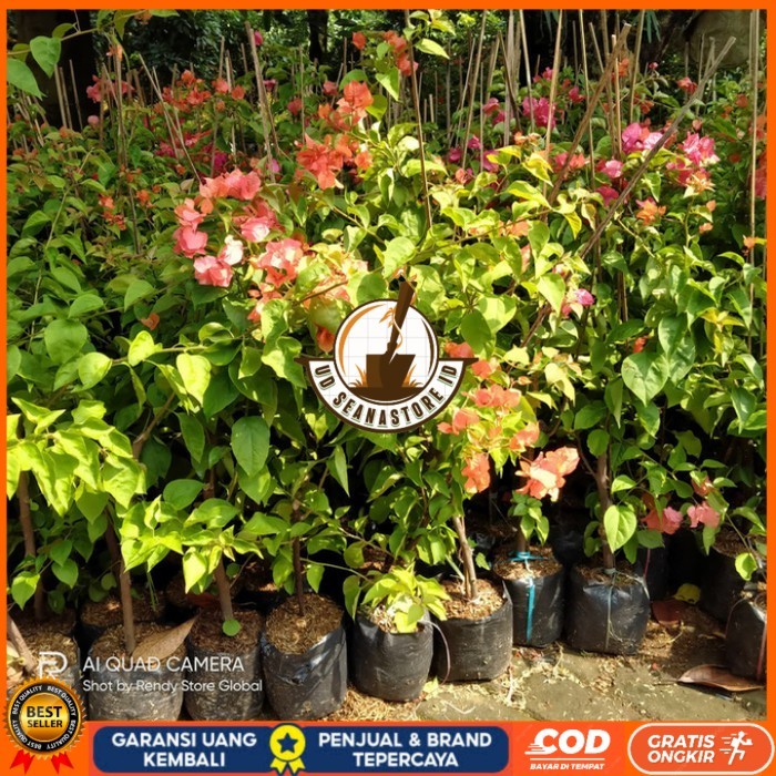 Jual Bibit Tanaman Bunga Kertas / Bougenville Bibit Tanaman Super ...