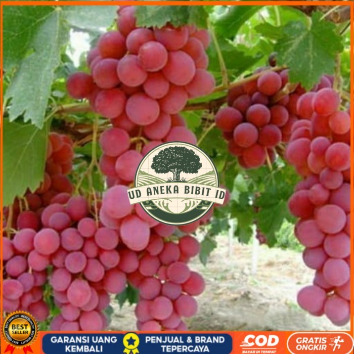Jual PAKET 3 BIBIT ANGGUR CAROLINE MANIS SIAP TANAM Bibit Tanaman Super ...