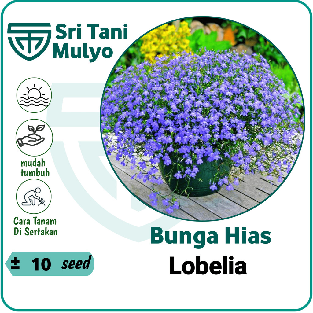Jual 10 Benih - Bunga Hias Lobelia Blue Sapphire Trailing Flower Seeds ...