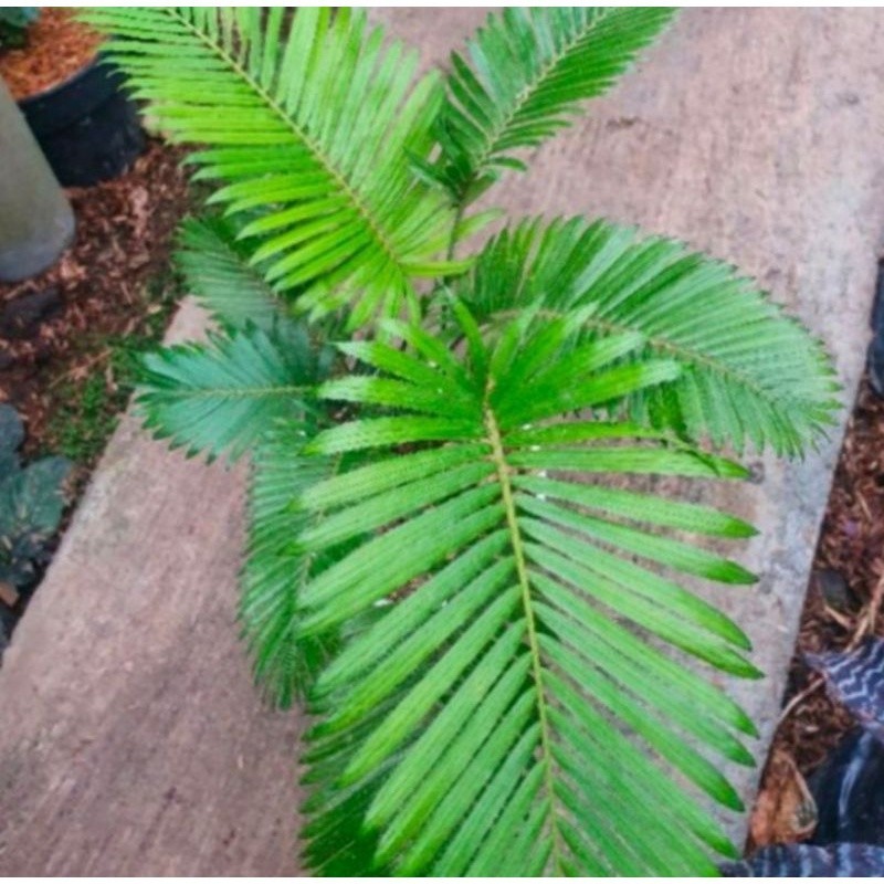 Jual tanaman hias palem rotan mini, tanaman hias rotan mini jernang ...