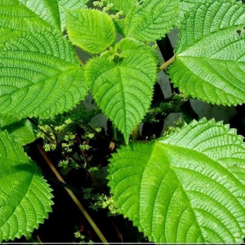 Jual Tanaman Lateng Gatal Herbal Unggul, Tanaman Jelatang Bibit Tanaman ...