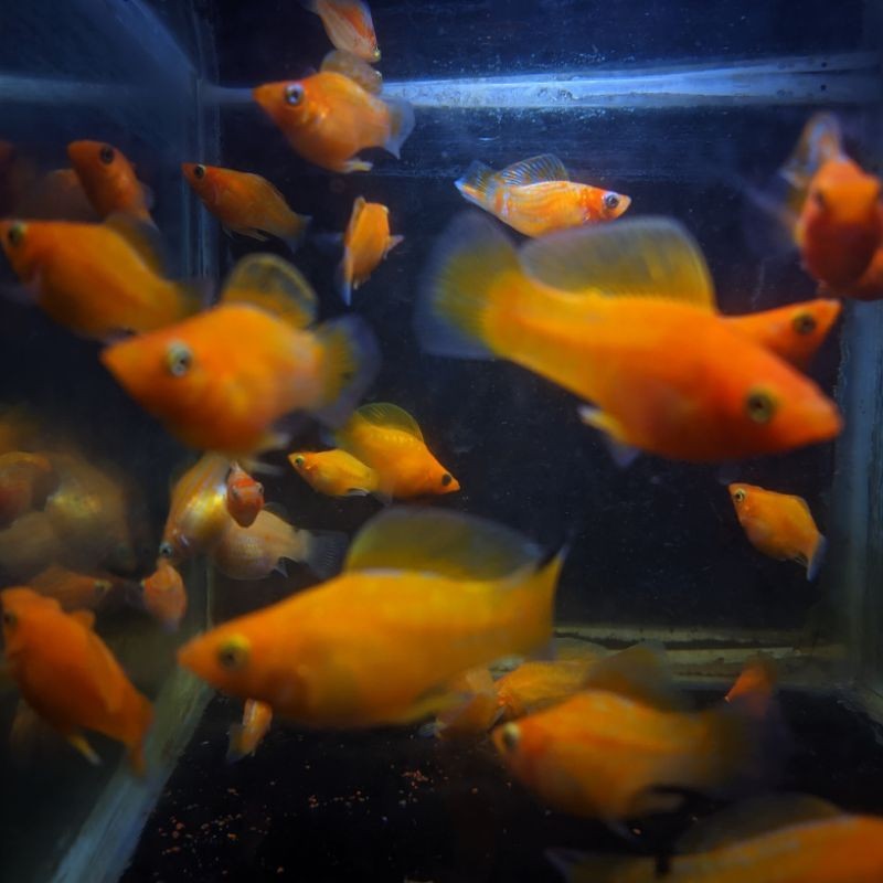 Jual paket hiasan aquarium 25 ekor ikan molly sunkist ikan molly balon ...