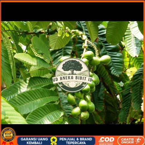 Jual Bibit Tanaman Buah Matoa Unggul Siap Berbuah Bibit Tanaman Super ...