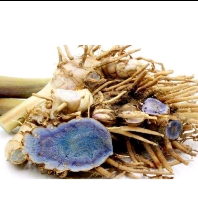 Jual temu ireng atau temu hitam segar 1kg | Shopee Indonesia