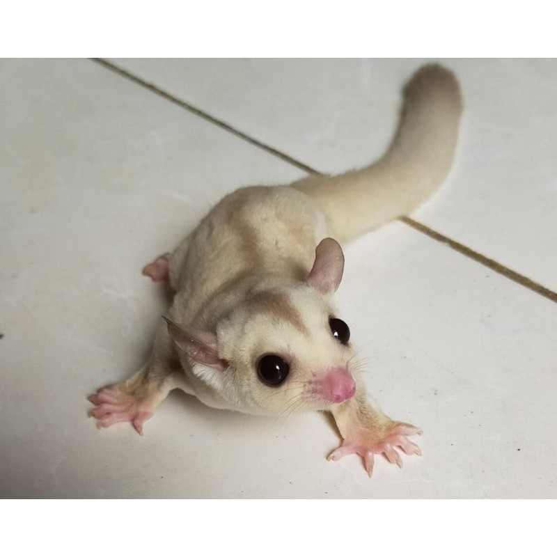 Jual (COD) Sugar Glider Joey Creamino Termurah/Tupai Terbang/Mainan ...