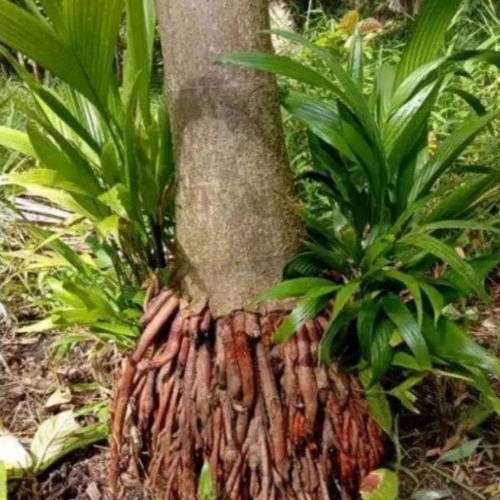 Jual akar pohon pinang muda segar dan jumbo 1kg bersih | Shopee Indonesia