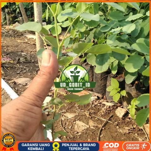 Jual Bibit Tanaman Pohon Sonokeling, Kayu Sonokeling Bibit Tanaman ...