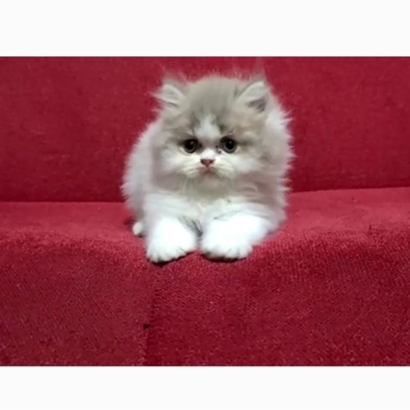 Jual Kucing Persia Anak Kucing Flatnose Abu Abu Putih Peaknose Kitten ...