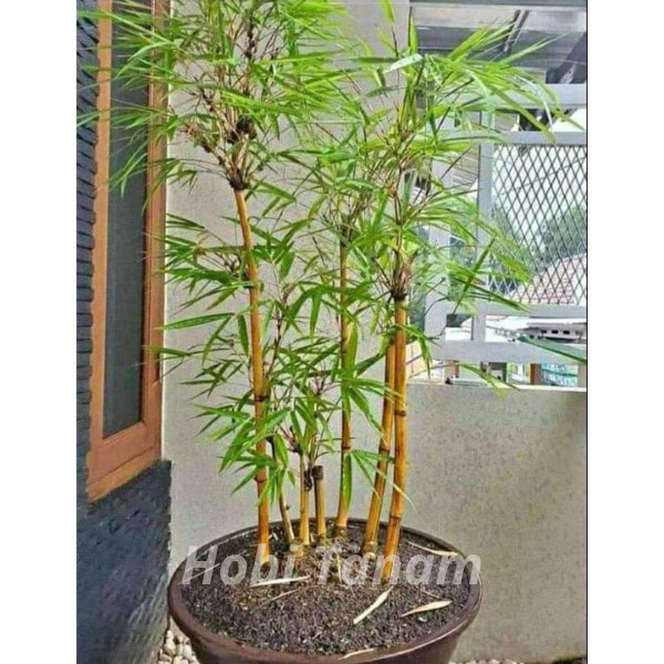 Jual Bibit Tanaman Bambu Kuning Kualitas Unggul bibit bambu kuning ...