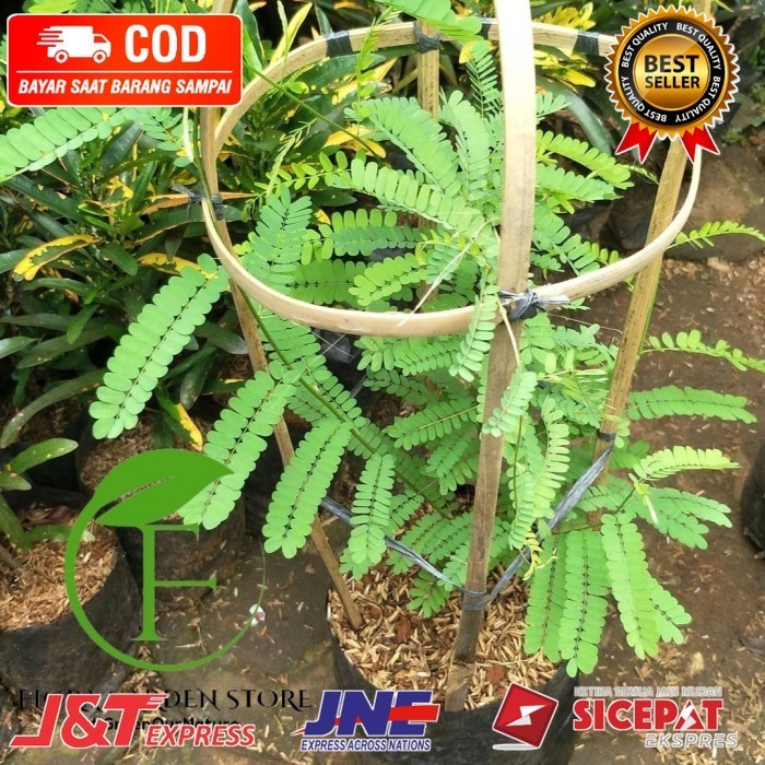Jual Tanaman Herbal Daun saga - Pohon Daun saga | Shopee Indonesia
