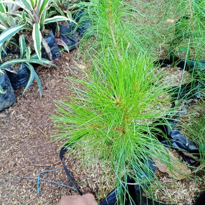Jual Tanaman Hias Cemara Pinus - Merkusi - Cemara Udang - Pohon Cemara ...