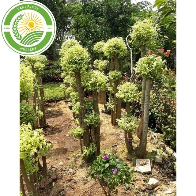 Jual PROMO!!! BISA COD Paket 5 tanaman anting putri Termurah | Shopee ...