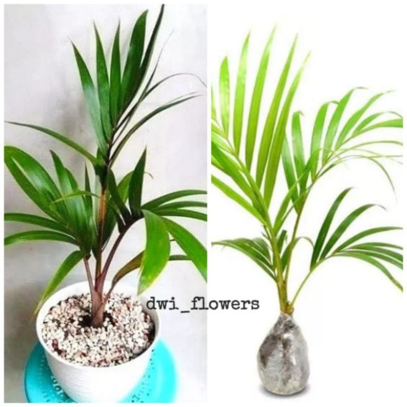 Jual -> PAKET 2 Tanaman Hias Palem Botol & Palem Kuning / Tanaman Hidup ...