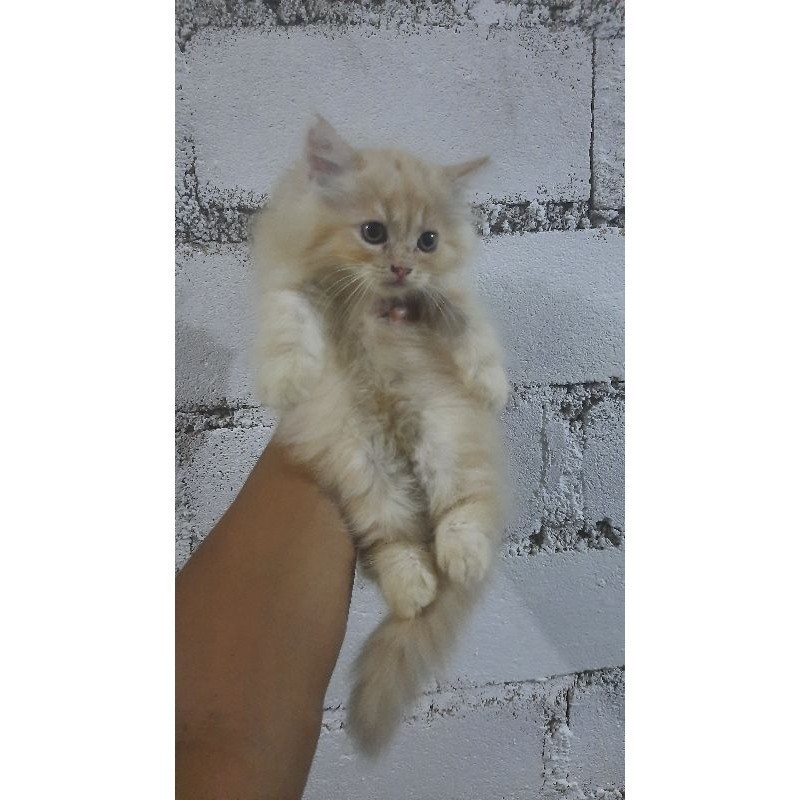 Jual anak kucing persia medium jantan cream | Shopee Indonesia