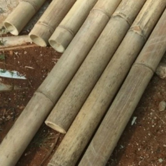 Jual bambu bulat/bambu batangan/bambu pagar 1m | Shopee Indonesia