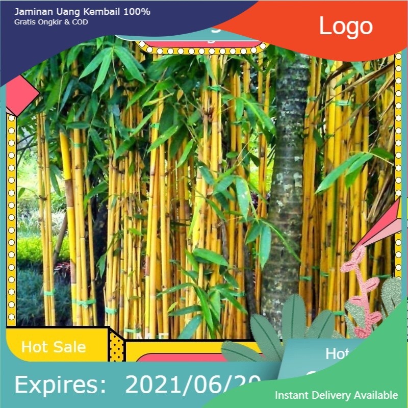 Jual BIBIT BAMBU KUNING ASLI TANAMAN HIAS BAMBU KUNING | Shopee Indonesia