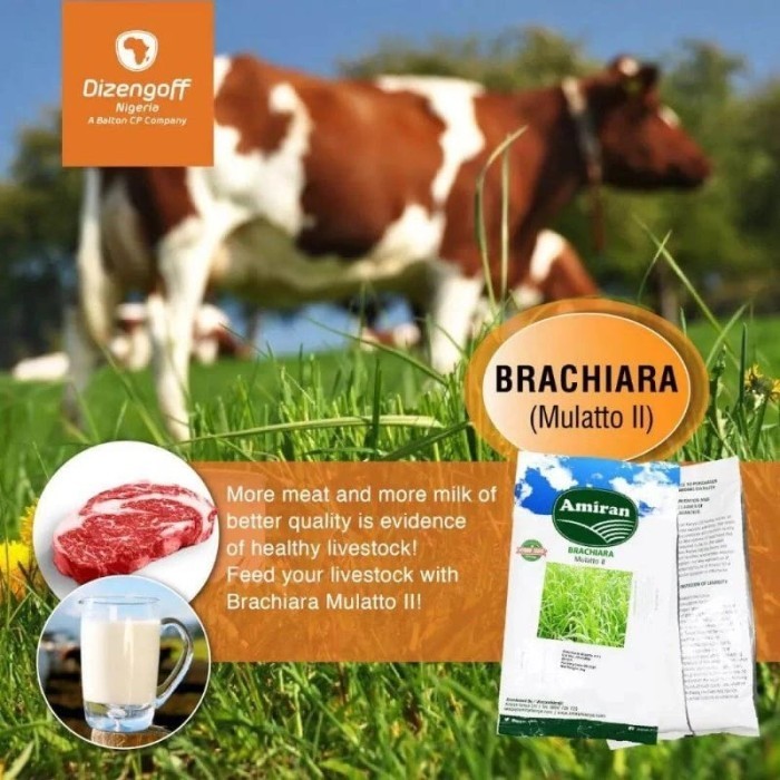 Jual Grass seed -Benih Rumput Brachiaria Decumbens-Benih Rumput Signal ...