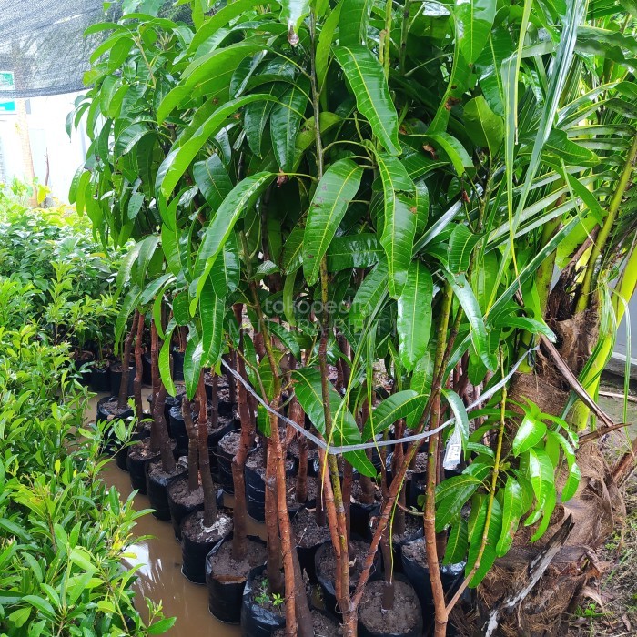 Jual bibit tanaman pohon mangga kiojay tinggi 2 meteran | Shopee Indonesia