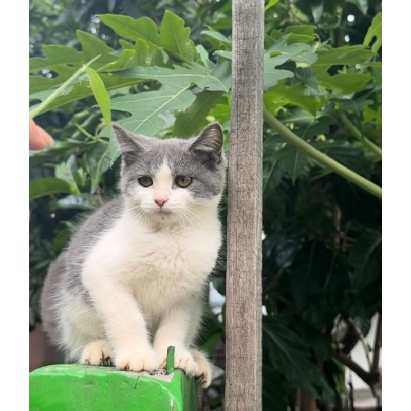 Jual KUCING KITTEN BSH BICOLOUR BLUE || BRITISH SHORTHAIR BICOLOUR BLUE ...