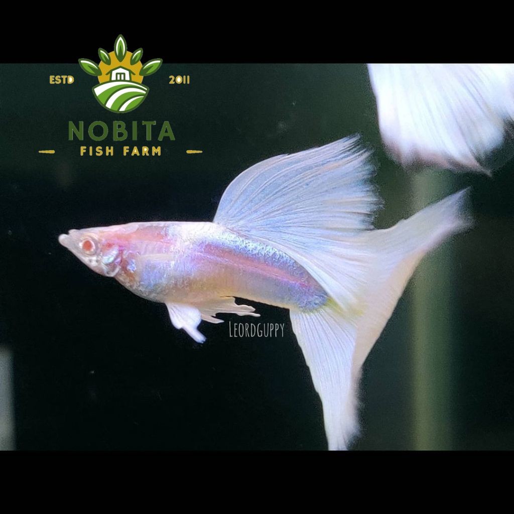 Jual free pakan afp albino full platinum gupi guppy sepasang hiasan aquarium bergaransi | Shopee ...