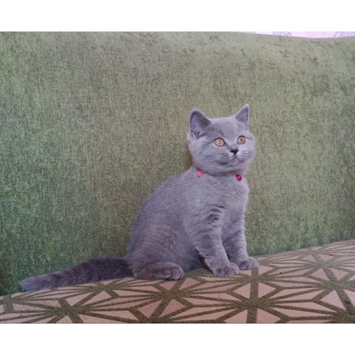 Jual kucing british short hair / bsh blue solid / free aksesoris / cat ...