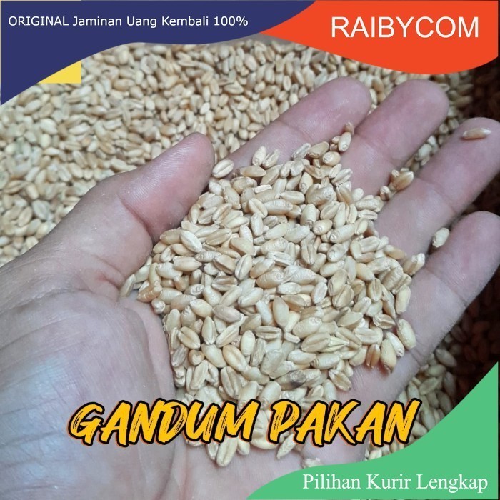 Jual Gandum Pakan Ayam Merpati Burung Dara Perkutut Tekukur dll kemasan ...