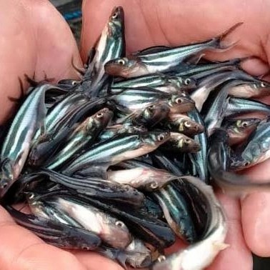 Jual bibit ikan patin hitam - bibit ikan patin albino - ikan konsumsi ...