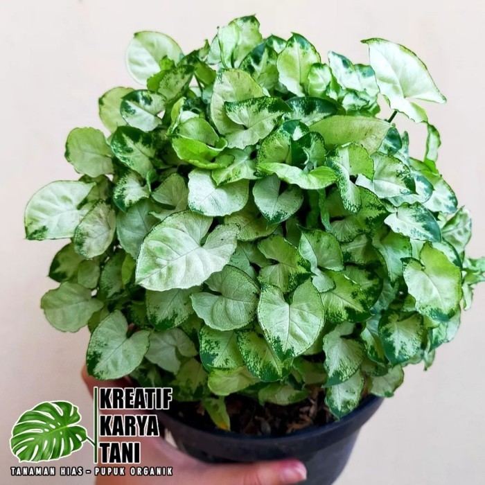 Jual Tanaman hias syngonium mini pixie - Syngonium mini | Shopee Indonesia