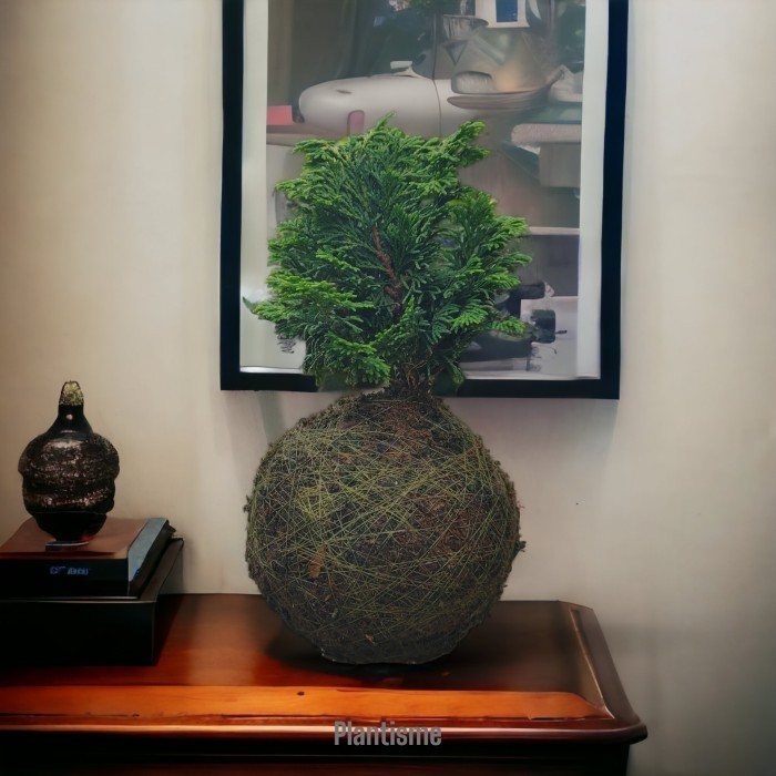 Jual Mossball - Hinoki Cypress | Chamaecyparis Obtusa Bonsai Cemara ...