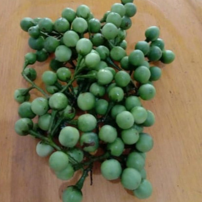 Jual buah rimbang/, buah pokak | Shopee Indonesia