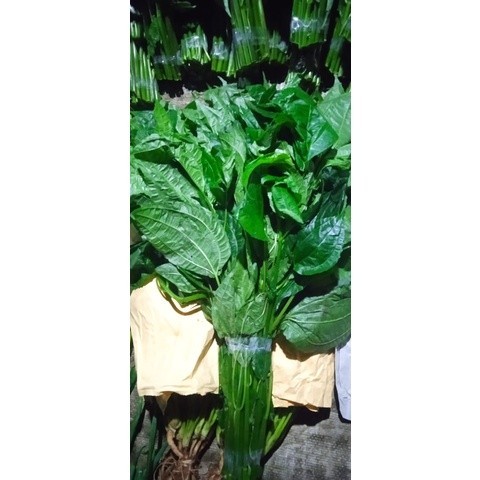 Jual Daun Poh Pohan 1kg | Shopee Indonesia