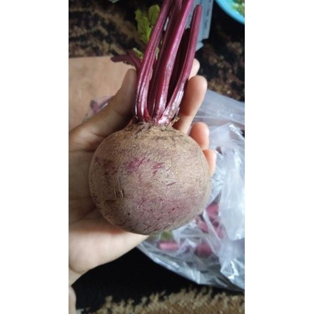 Jual Buah Bit beet root muraaaahhhhhh bisa reguler | Shopee Indonesia