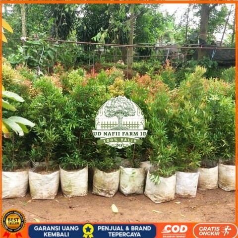 Jual Promo Tanaman Bunga Pucuk Merah 1 meter Bibit Tanaman Super Unggul ...
