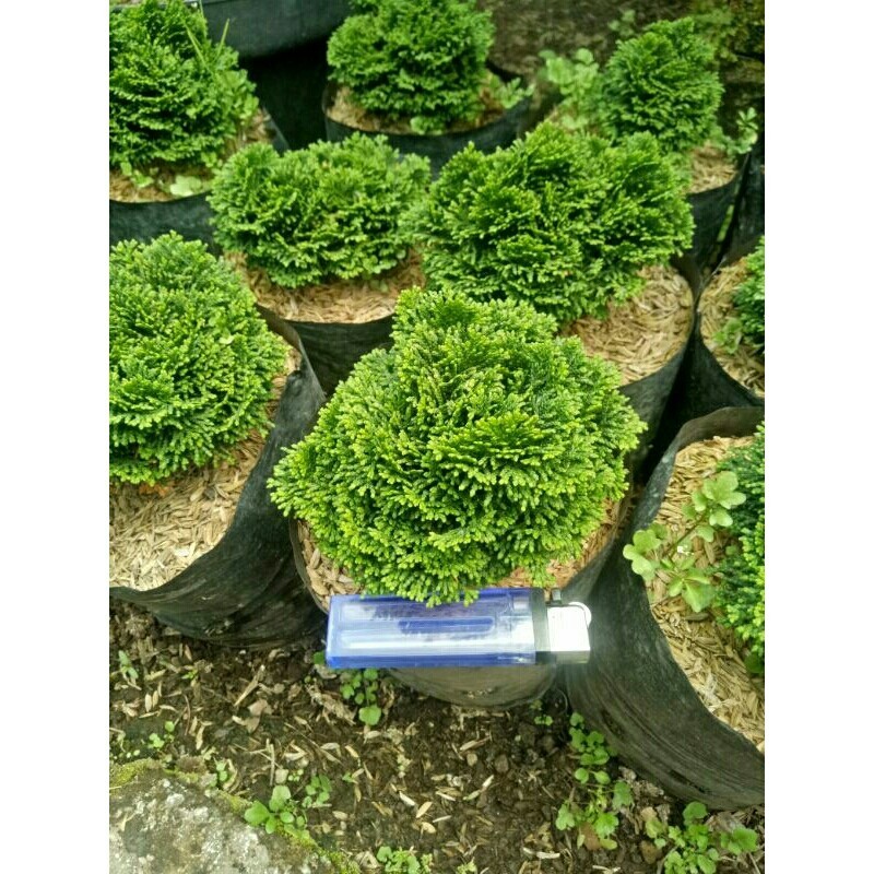 Jual Tanaman Hias Cemara Mini Inoki Bonsai | Shopee Indonesia