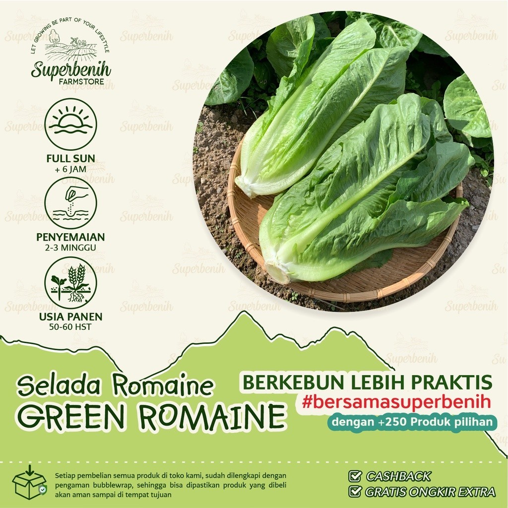 Jual 150 Biji - Benih Selada Romaine Hijau GREEN ROMAINE tekstur renyah, agak manis, untuk ...