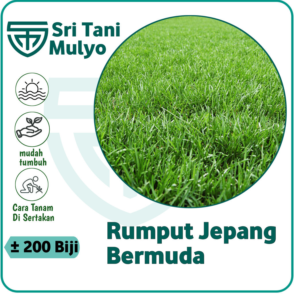 Jual 200 Biji - Benih Bibit Rumput Jepang Bermuda Grass Seed Standar ...