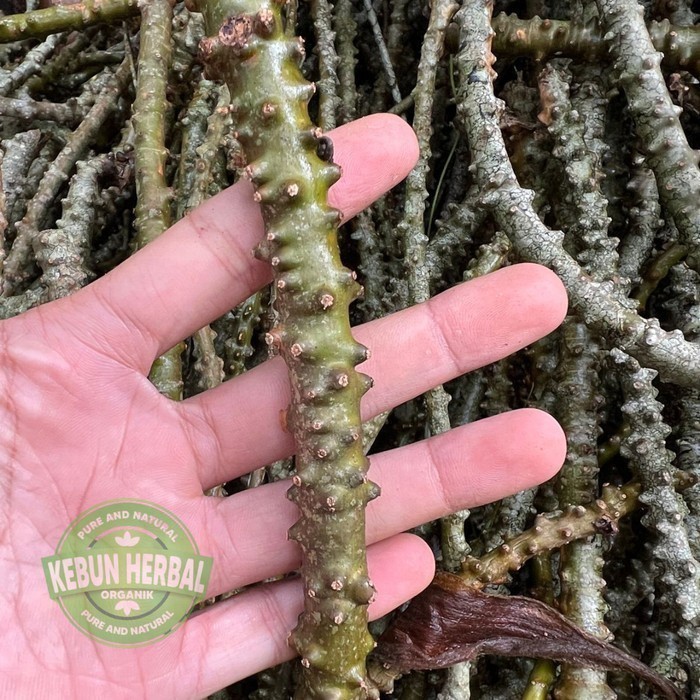 Jual Akar Brotowali Batrawali Segar - Bisa Untuk Bibit 10 Batang ...